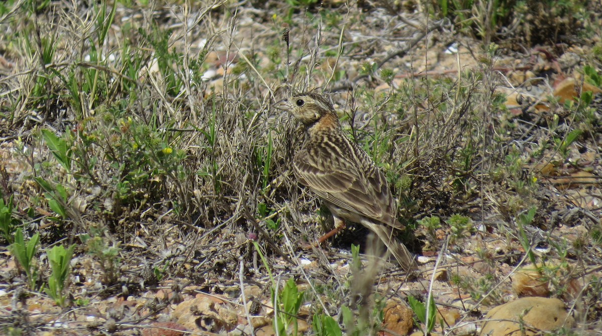 eBird Checklist - 14 Apr 2025 - Lake Travis--Bob Wentz Windy Point Pk ...