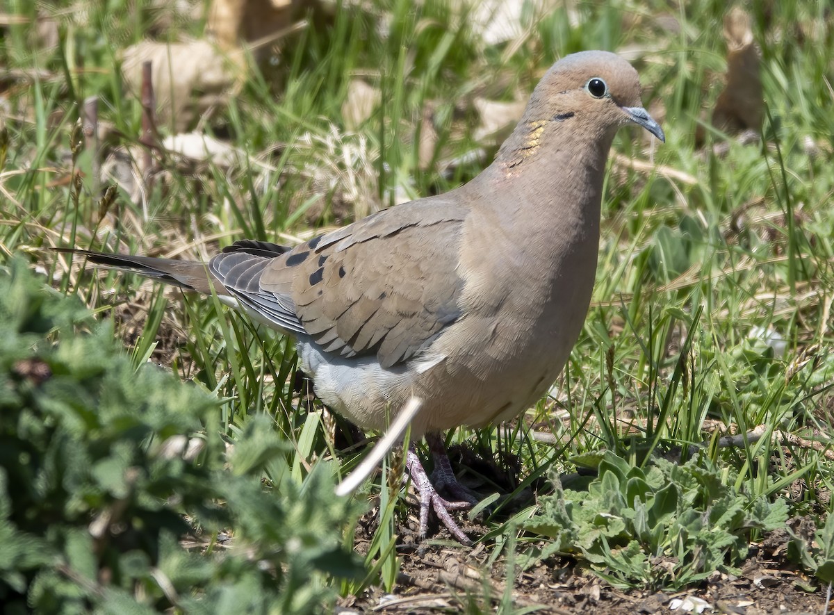 eBird Checklist - 14 Apr 2025 - Waneka Lake/Greenlee Preserve - 27 species