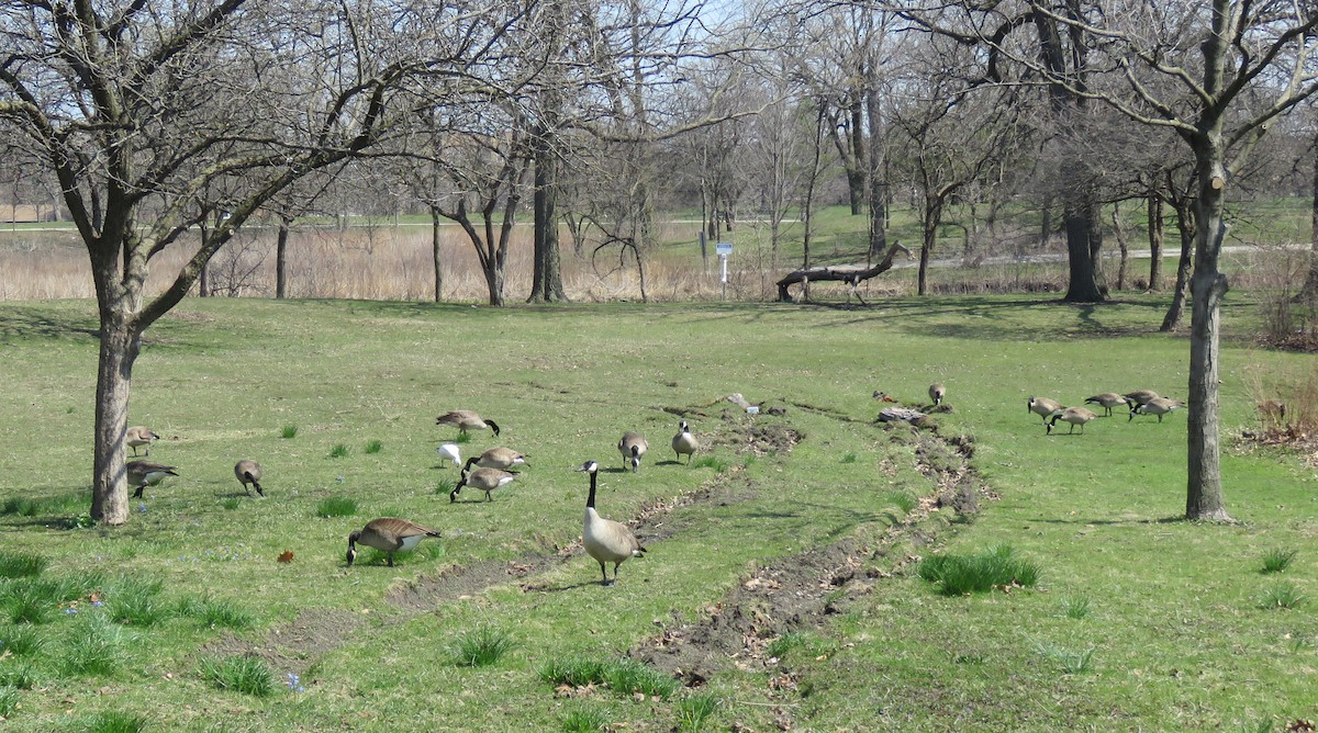 eBird Checklist - 12 Apr 2025 - Columbus Park, Chicago - 2 species