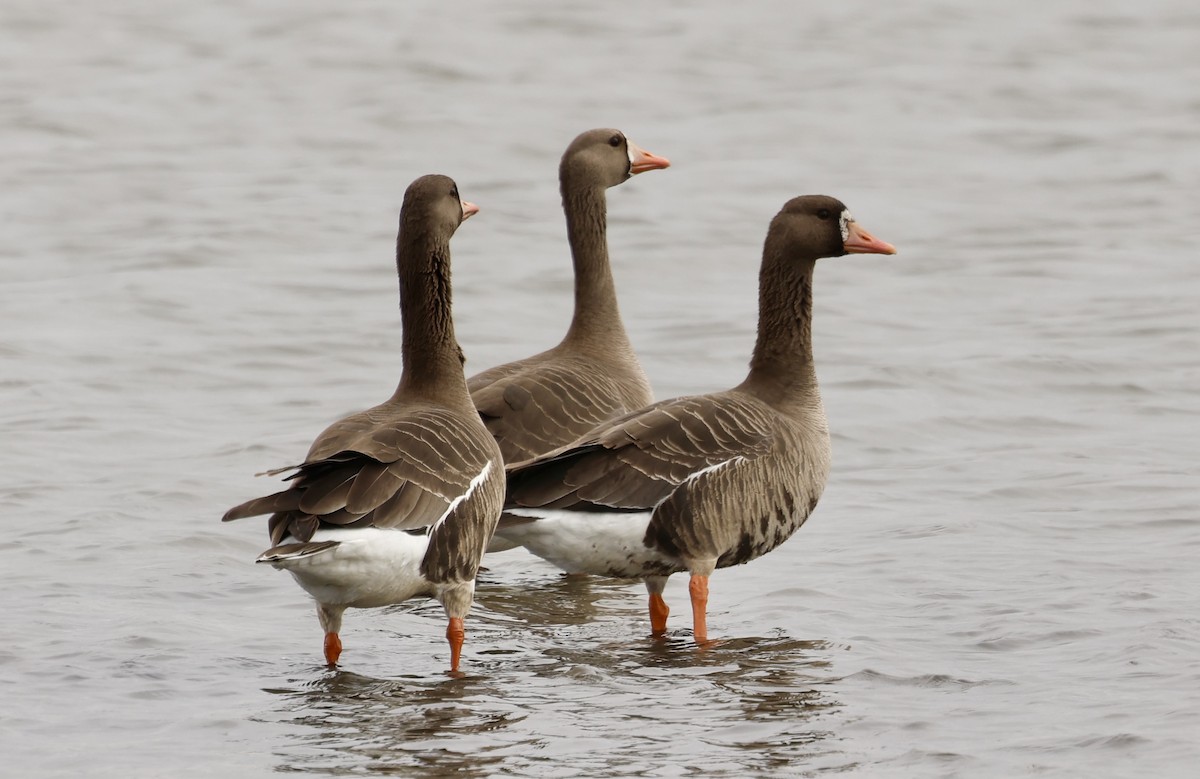 eBird Checklist - 14 Apr 2025 - Bruderheim Natural Areas - 21 species