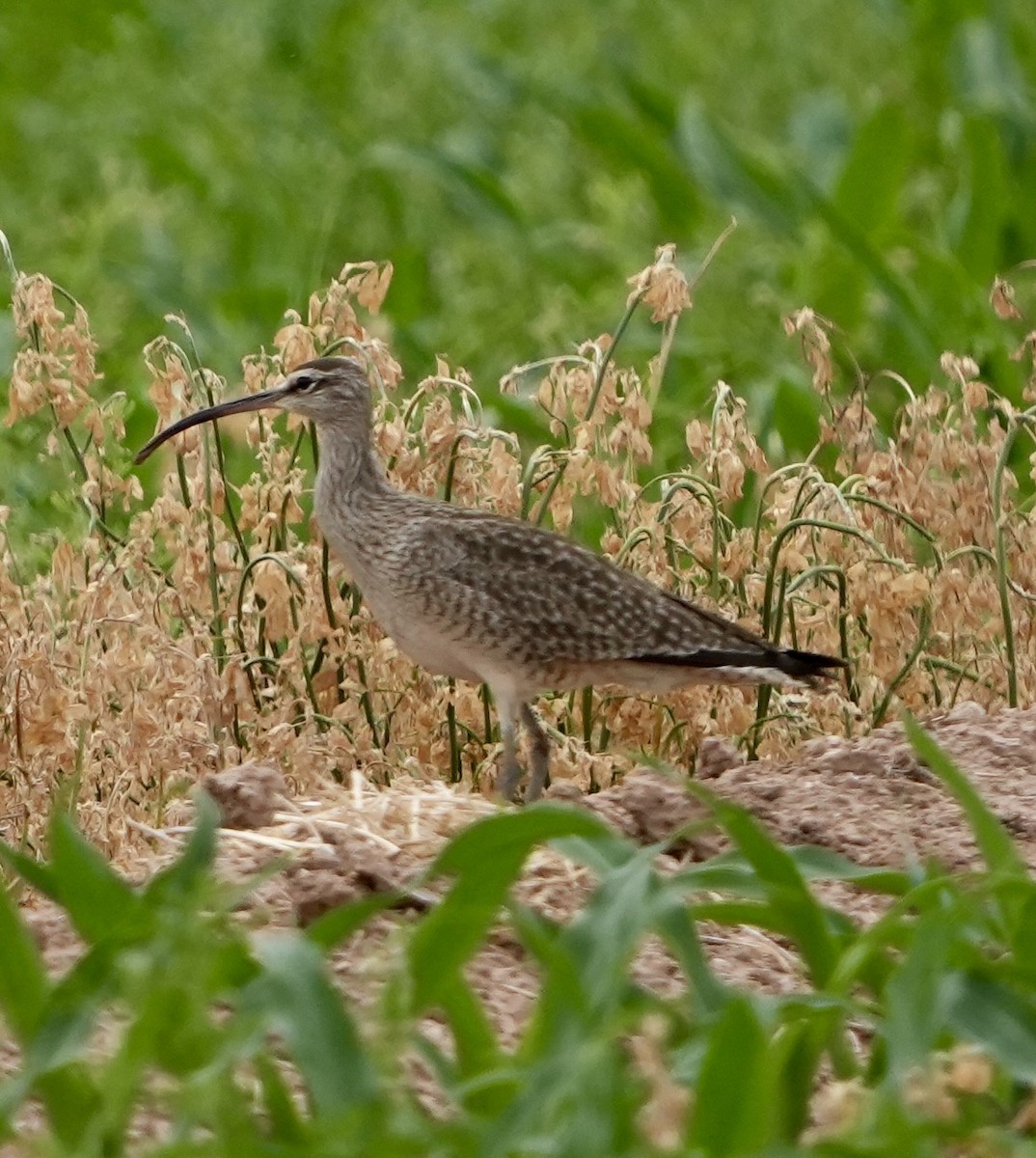 eBird Checklist - 14 Apr 2025 - Paloma Ranch - 27 species