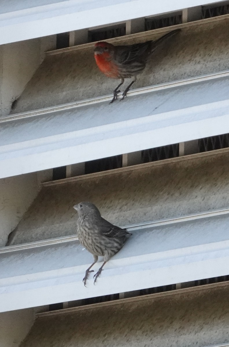 eBird Checklist - 14 Apr 2025 - Oyster Bay Regional Shoreline, San ...