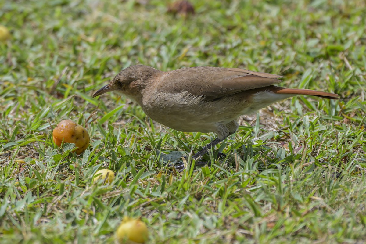 eBird Checklist - 8 Mar 2025 - Bal. Iporá - Espacio recreativo ...