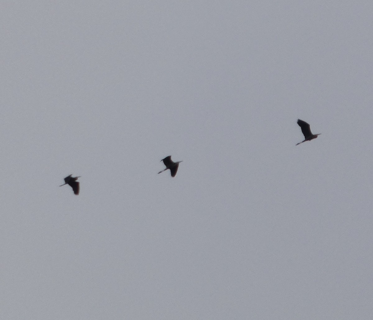 eBird Checklist - 14 Apr 2025 - YARD (Ringwood) - 35 species