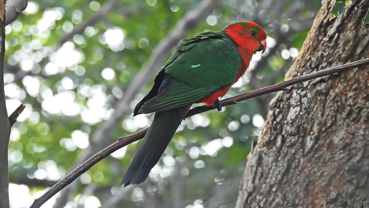 eBird Checklist - 15 Apr 2025 - Ti Tree Crescent Seaford - 11 species