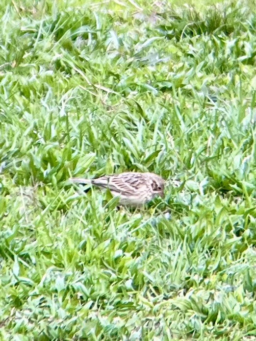 ML633755864 - Vesper Sparrow - Macaulay Library