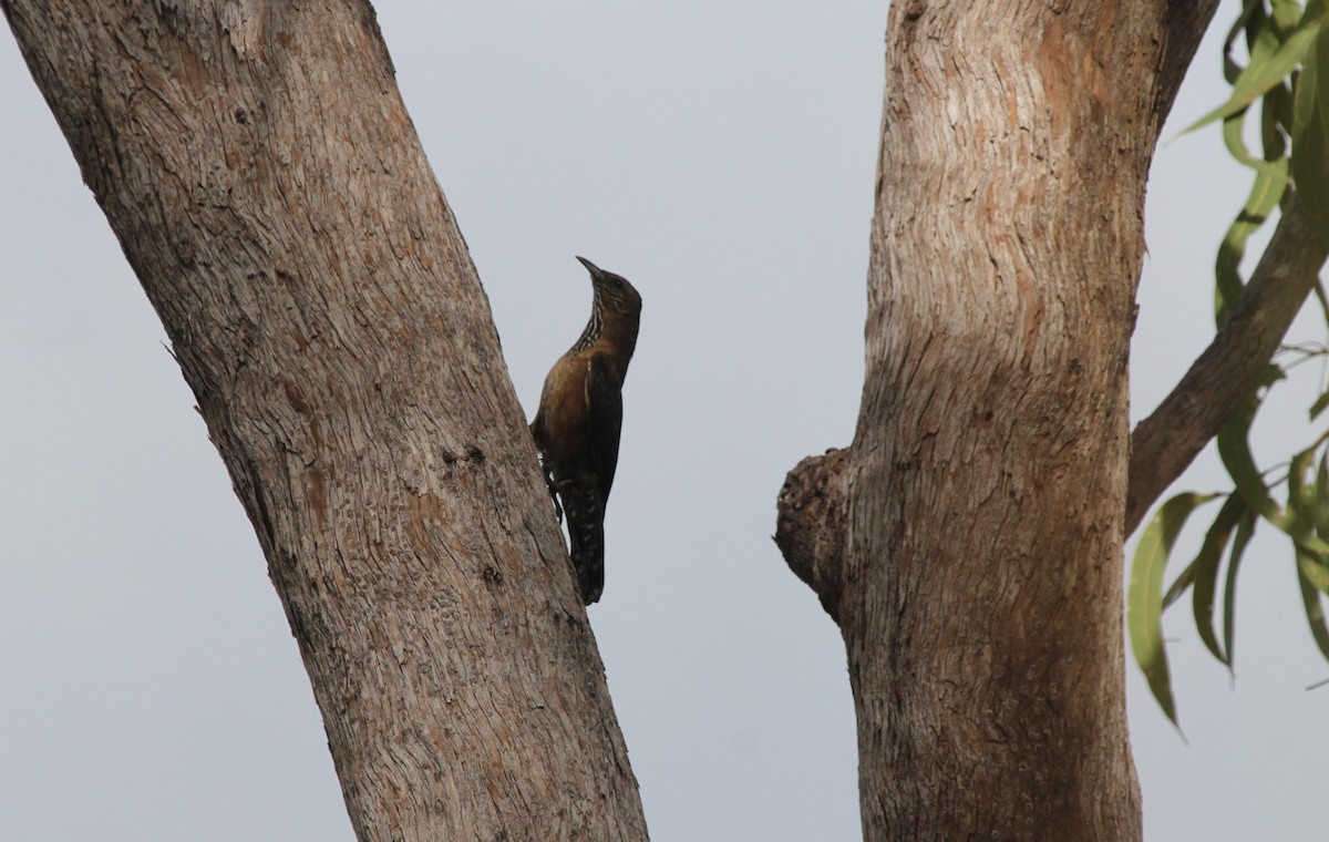 eBird Checklist - 7 Apr 2025 - Marrakai Track - 7 species