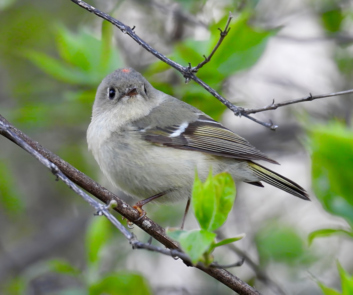eBird Checklist - 14 Apr 2025 - Brandon Park - 29 species