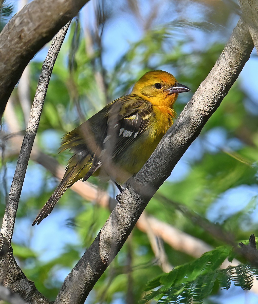 eBird Checklist - 14 Apr 2025 - South Padre Is.--Birding and Nature ...