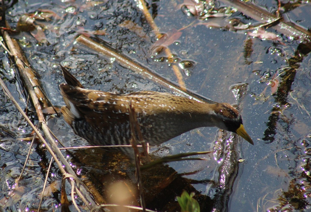 eBird Checklist - 14 Apr 2025 - John Heinz NWR--impoundment (Philadelphia Co.) - 32 species
