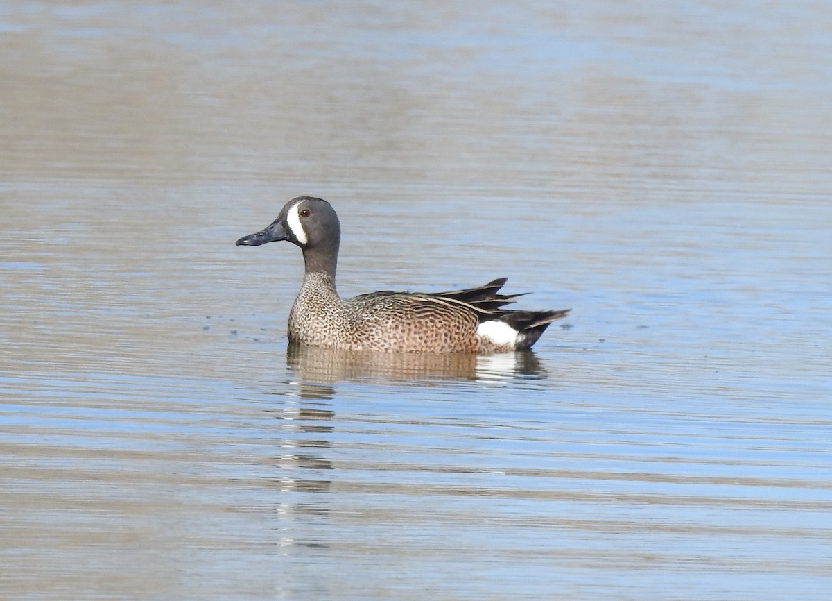 eBird Checklist - 14 Apr 2025 - Pal Rivers Road - 37 species