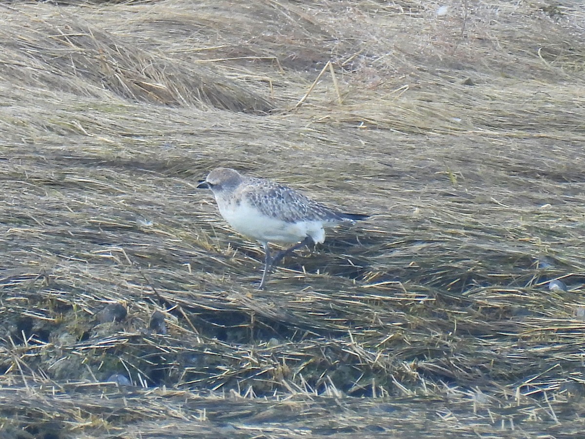 eBird Checklist - 13 Apr 2025 - Lido Beach Passive Nature Area - 23 species