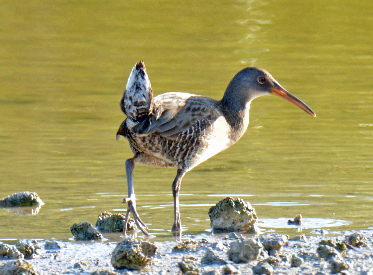 eBird Checklist - 30 Mar 2025 - First Stop, Sendero Las Salina, Mar 30 ...