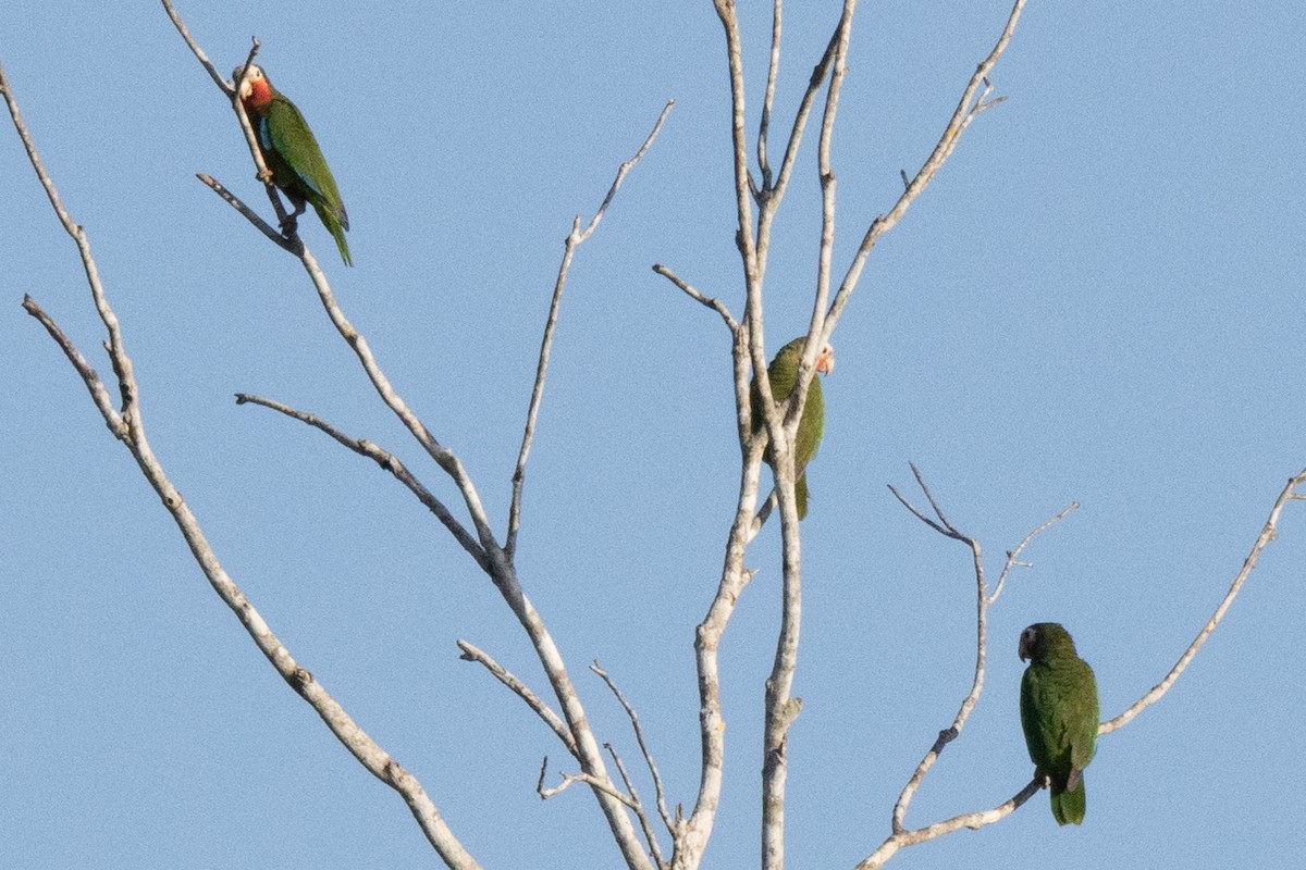 eBird Checklist - 29 Mar 2025 - Hotel Playa Larga - 7 species