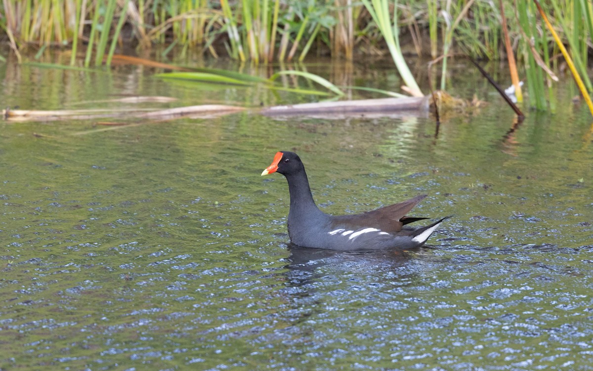 eBird Checklist - 29 Mar 2025 - Reserva de la Biosfera Sierra del ...