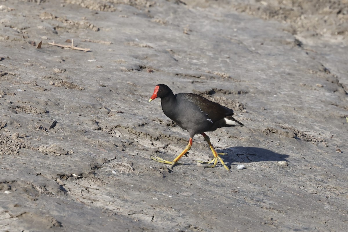 eBird Checklist - 14 Apr 2025 - South Padre Is.--Birding and Nature ...
