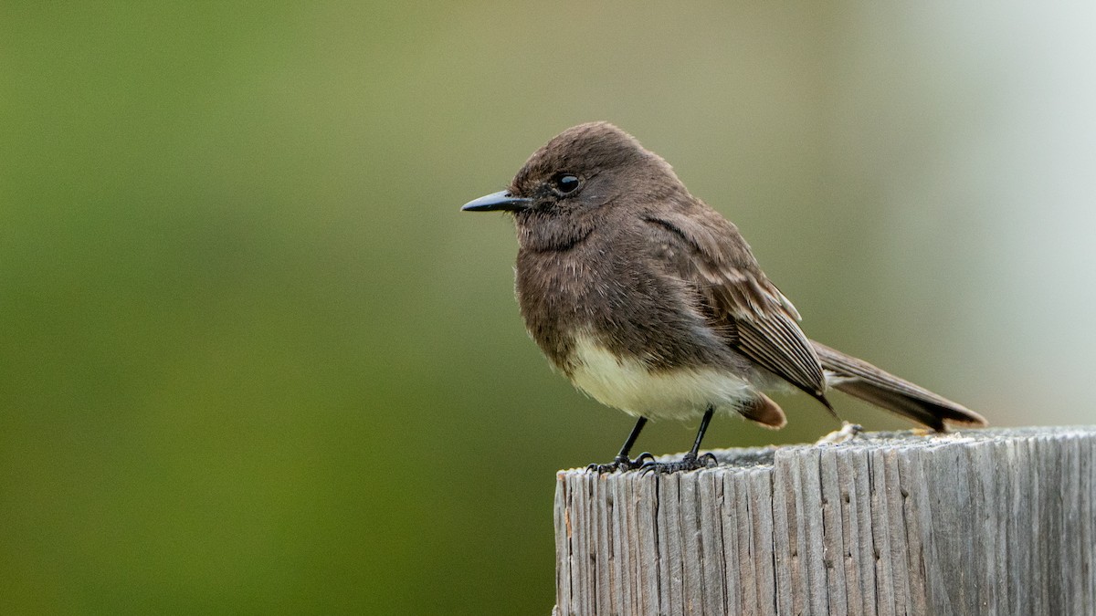 ML633770428 - Black Phoebe - Macaulay Library
