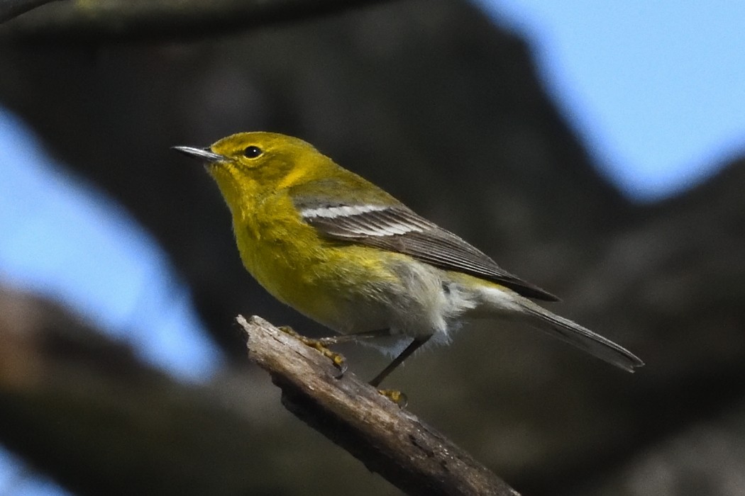 Pennsylvania Bird Atlas Checklist - 14 Apr 2025 - Green Pond (flooded field, ponds and retention ...
