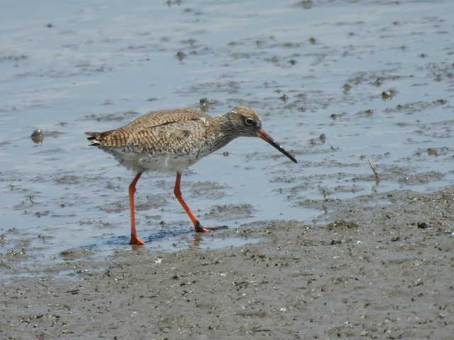 eBird Checklist - 15 Apr 2025 - 宜蘭竹安IBA--下埔(Zhu'an IBA--Xiapu) - 3 species