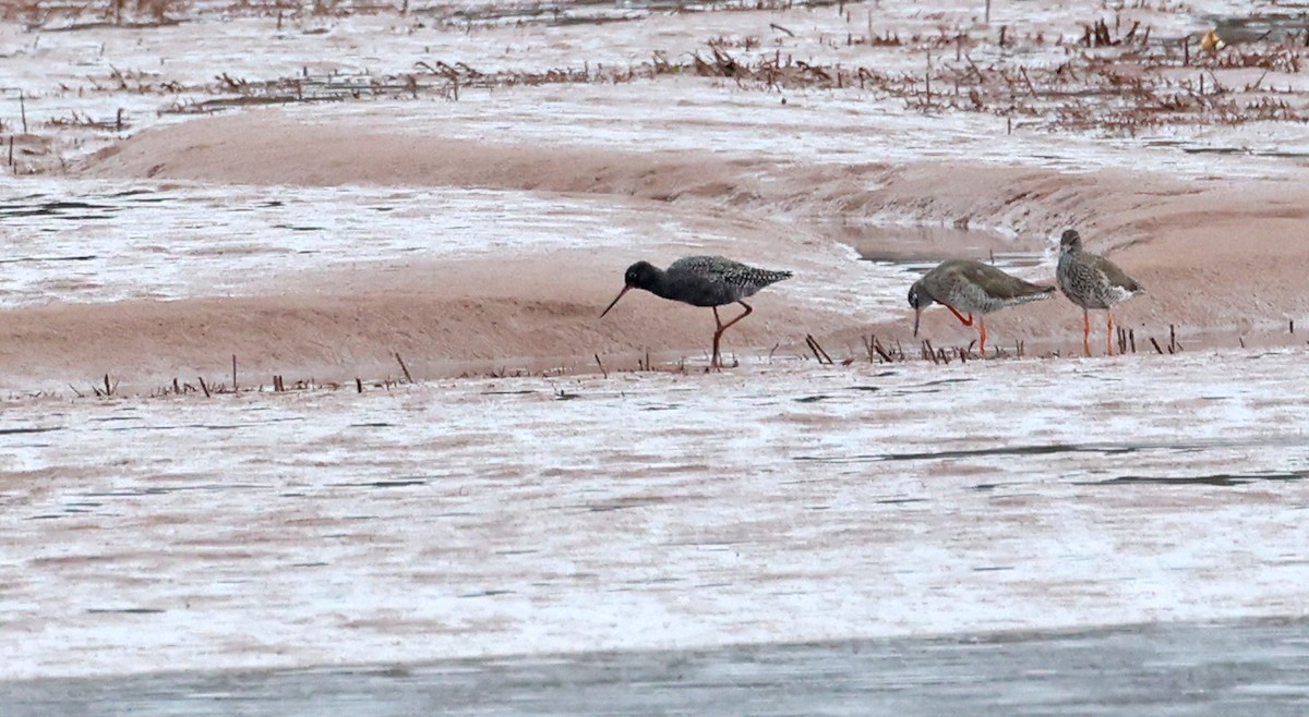 eBird Checklist - 15 Apr 2025 - Otter Estuary NR - 49 species