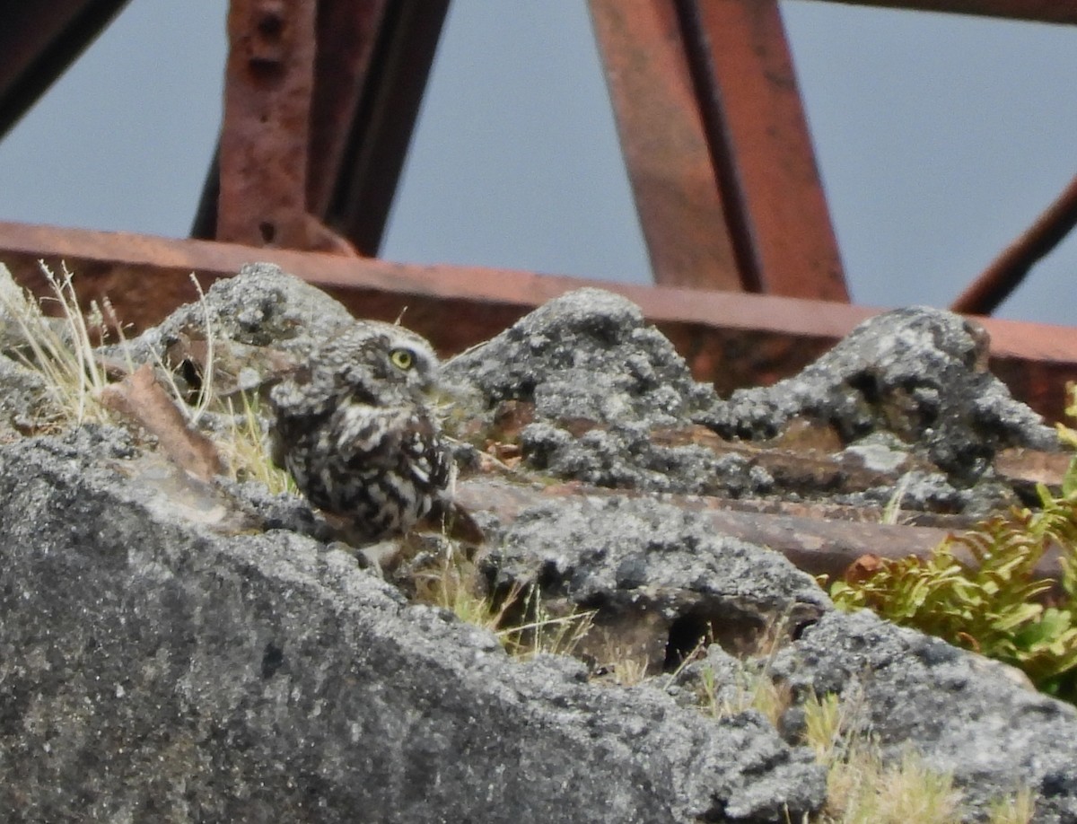 eBird Checklist - 14 Apr 2025 - 7A Rúa do Peirao, Pontevedra, ES ...