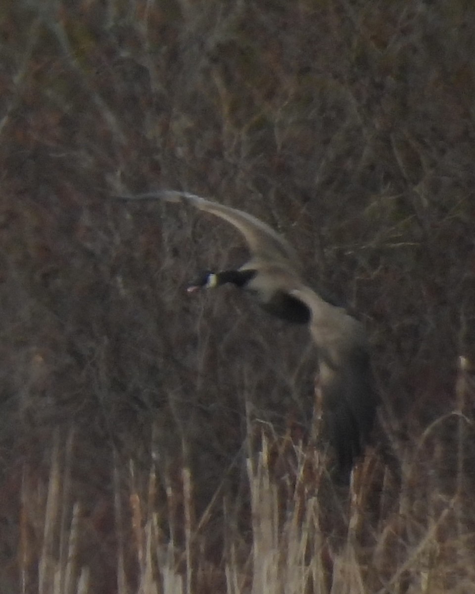 eBird Checklist - 15 Apr 2025 - Keene Public Boat Launch - 18 species ...