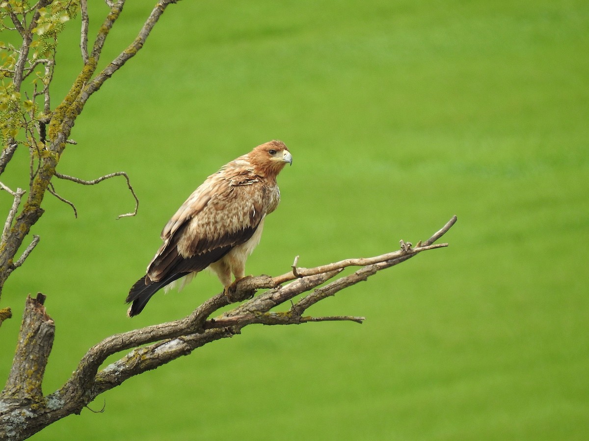 eBird Checklist - 15 Apr 2025 - Valpierre - 2 species