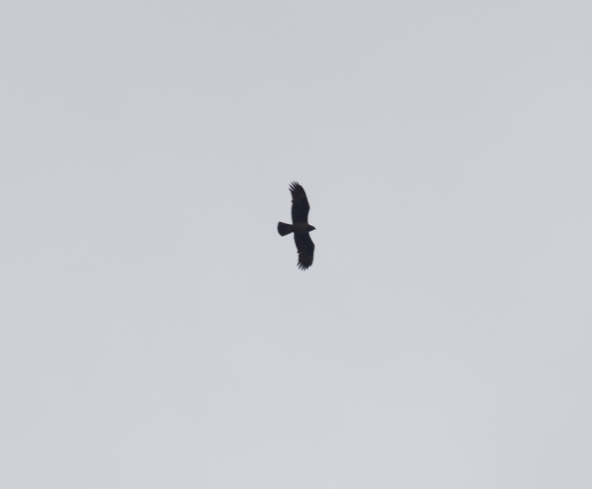 eBird Checklist - 17 Jan 2025 - Cedara Agricultural College Conservancy ...