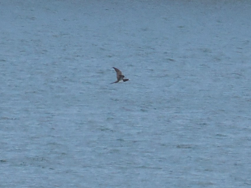 eBird Checklist - 15 Apr 2025 - Lake Travis--Bob Wentz Windy Point Pk ...