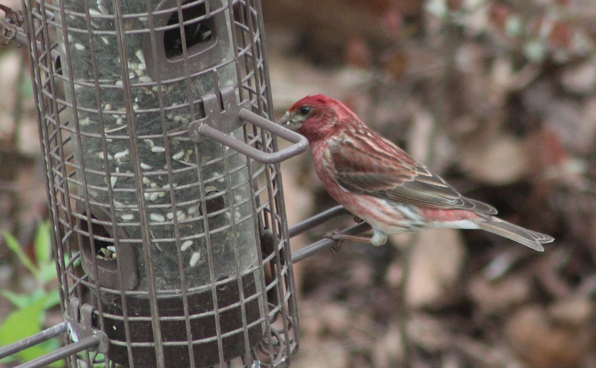 eBird Checklist - 15 Apr 2025 - A Lewis Center near reservoir - 1 species