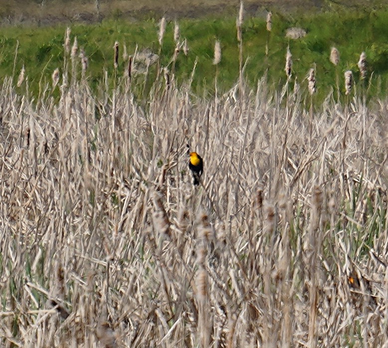 eBird Checklist - 15 Apr 2025 - Billy Frank Jr. Nisqually NWR - 1 species
