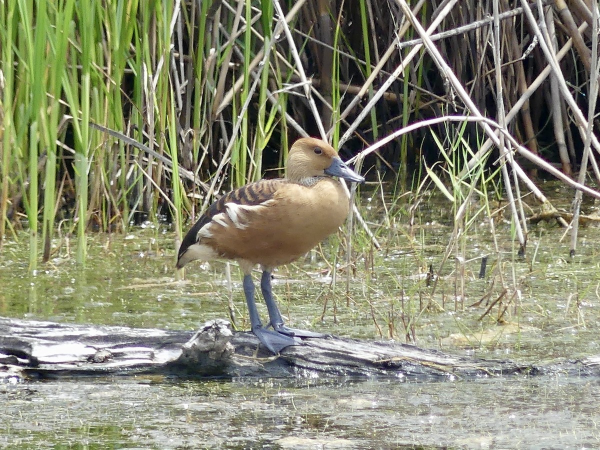 eBird Checklist - 15 Apr 2025 - 16001–16695 Dauphin Island Pkwy, Coden ...