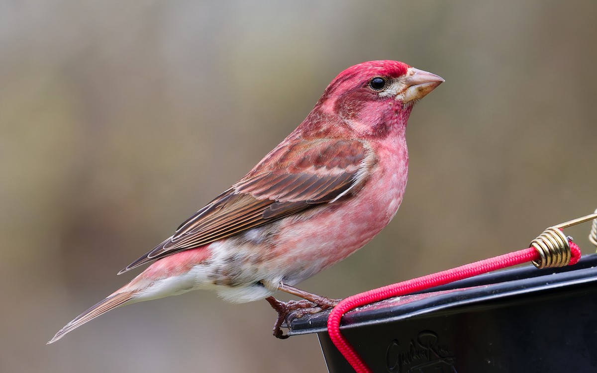 ML633817008 - Purple Finch - Macaulay Library
