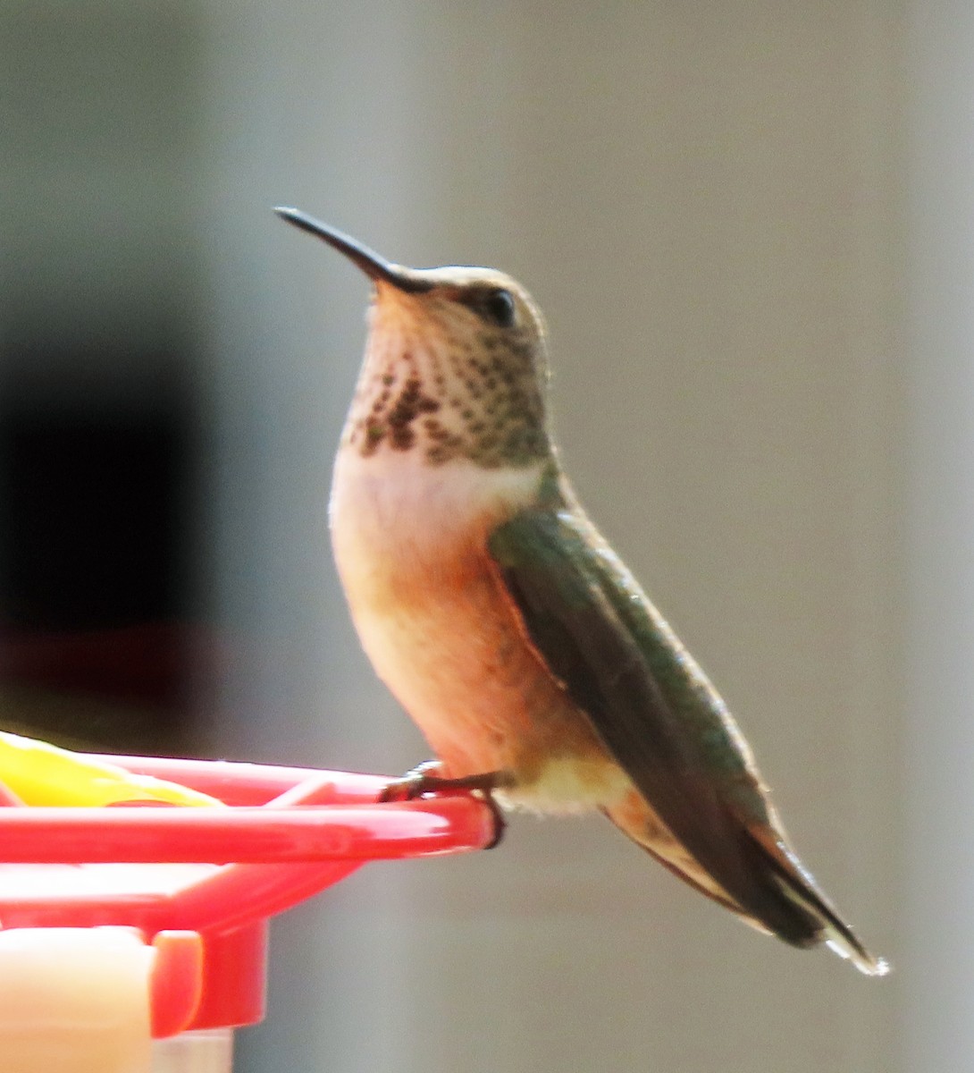 eBird Checklist - 15 Apr 2025 - Dallas Retirement Village - 1 species