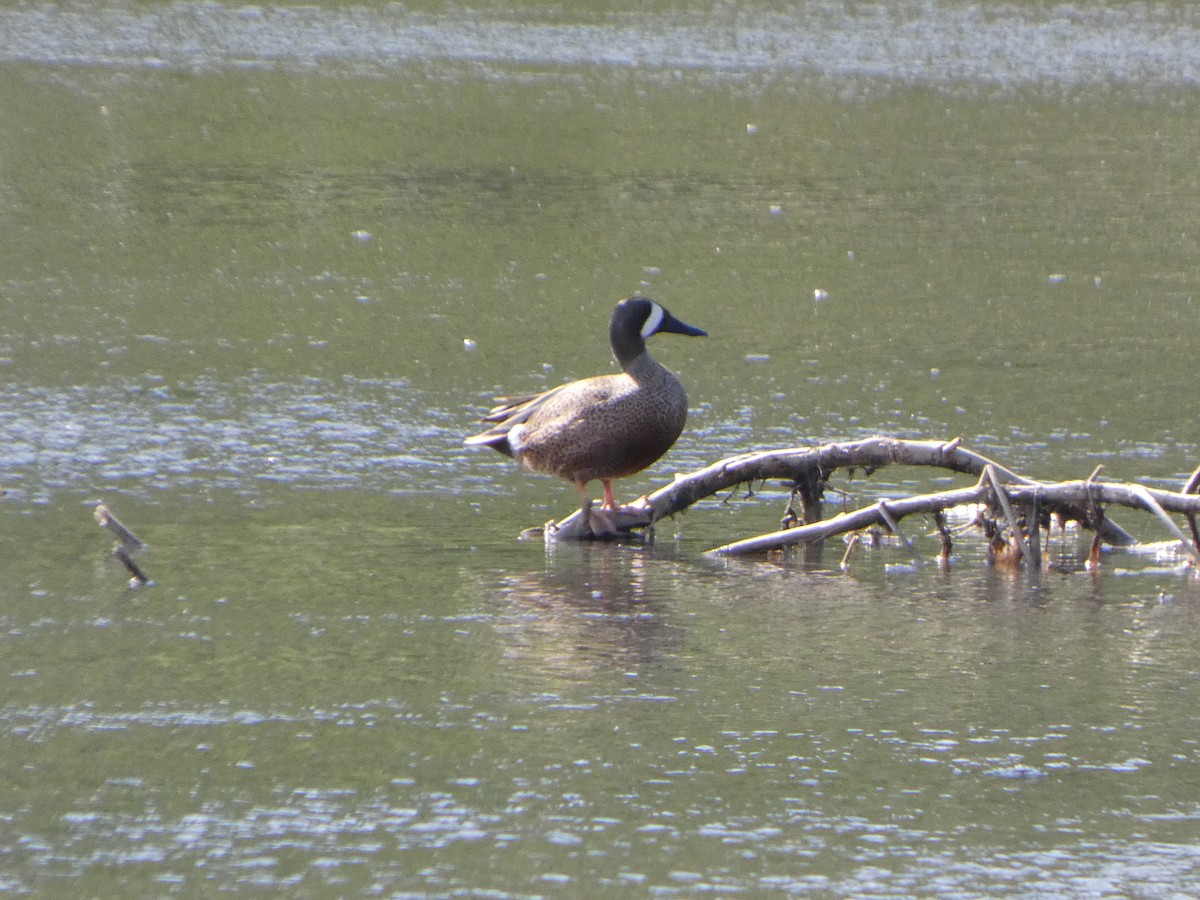 eBird Checklist - 15 Apr 2025 - Phinizy Swamp Nature Park - 42 species