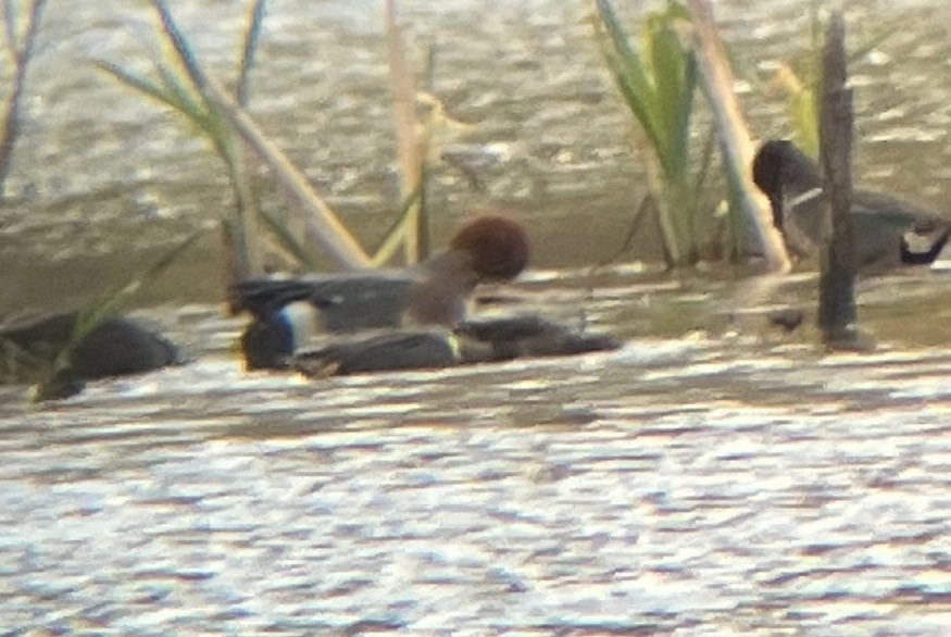 eBird Checklist - 15 Apr 2025 - Octoraro Reservoir--Mt. Eden Rd ...