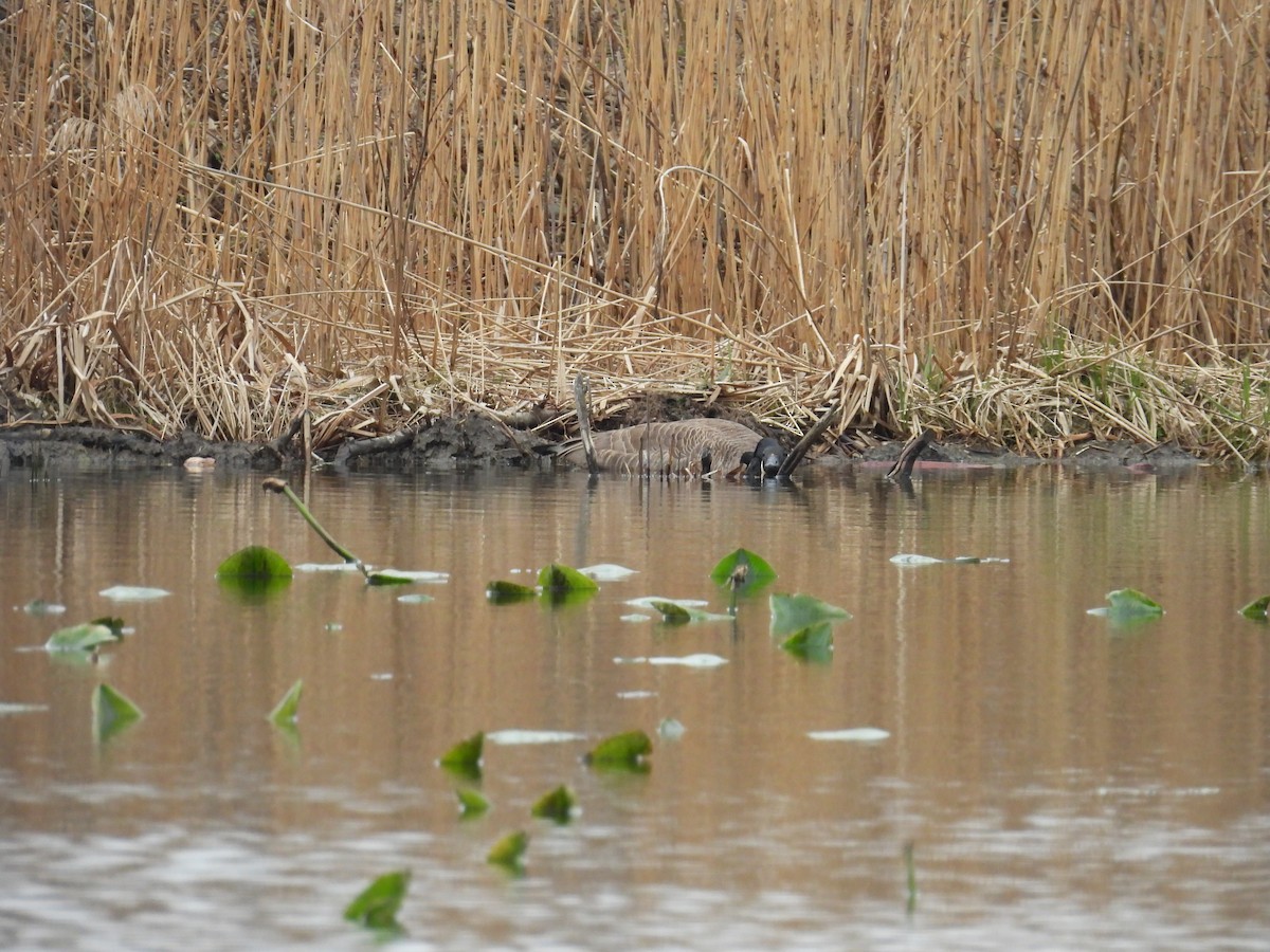 eBird Checklist - 5 Apr 2025 - Hartson Swamp WMA - 18 species