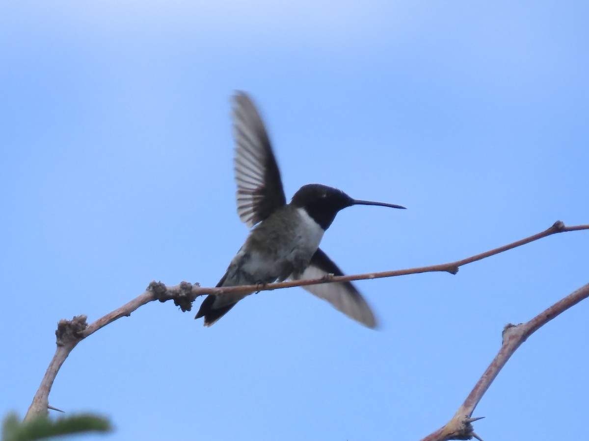 eBird Checklist - 15 Apr 2025 - Riparian Preserve at Gilbert Water ...