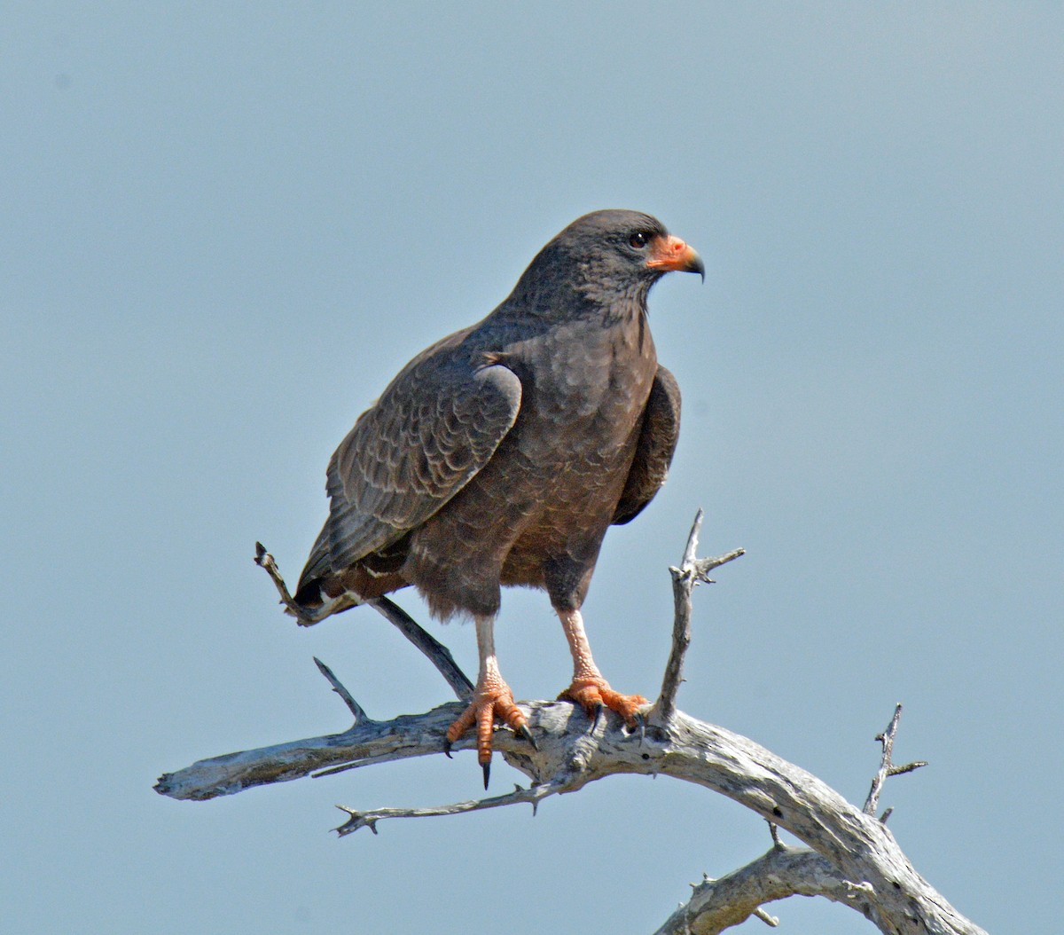 eBird Checklist - 30 Mar 2025 - 6th Stop Last Stop, Mar 30, 2025 - 7 ...