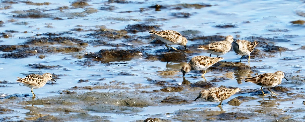 ML633825284 - Least Sandpiper - Macaulay Library