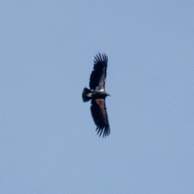 ML633825388 - California Condor - Macaulay Library