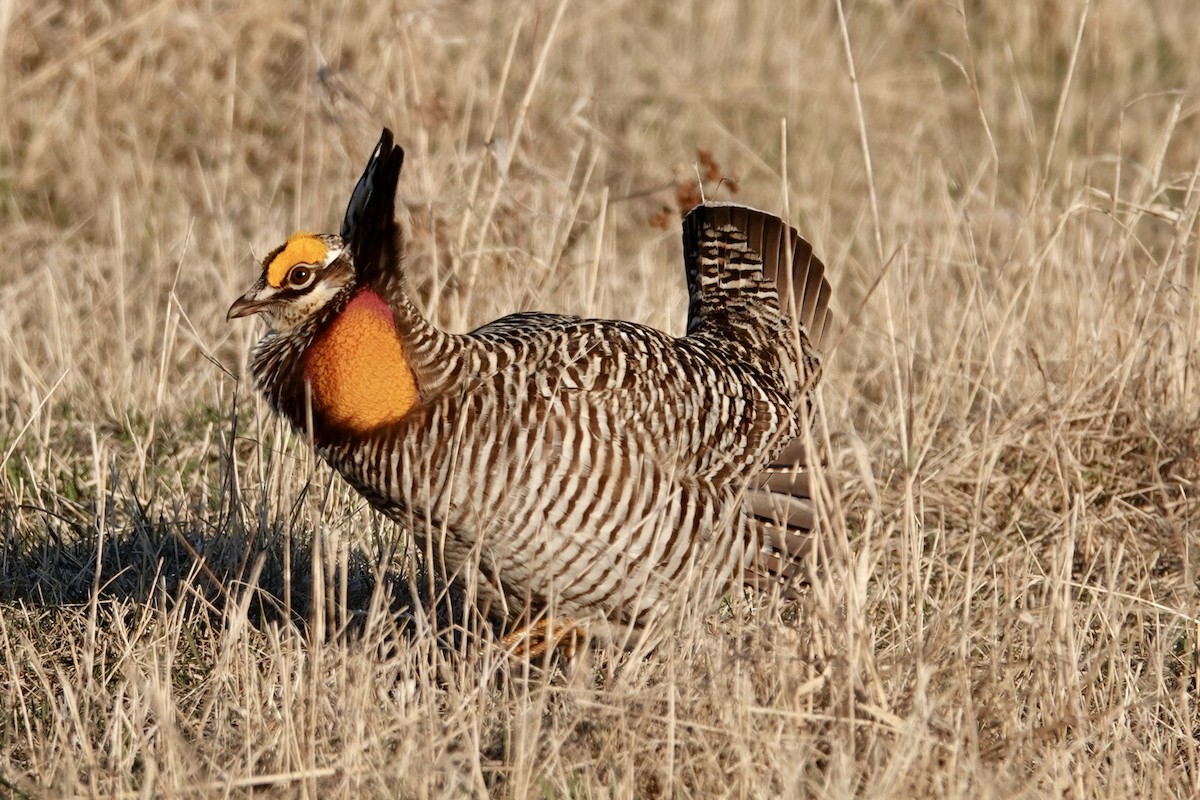 ML633825725 - Greater Prairie-Chicken - Macaulay Library