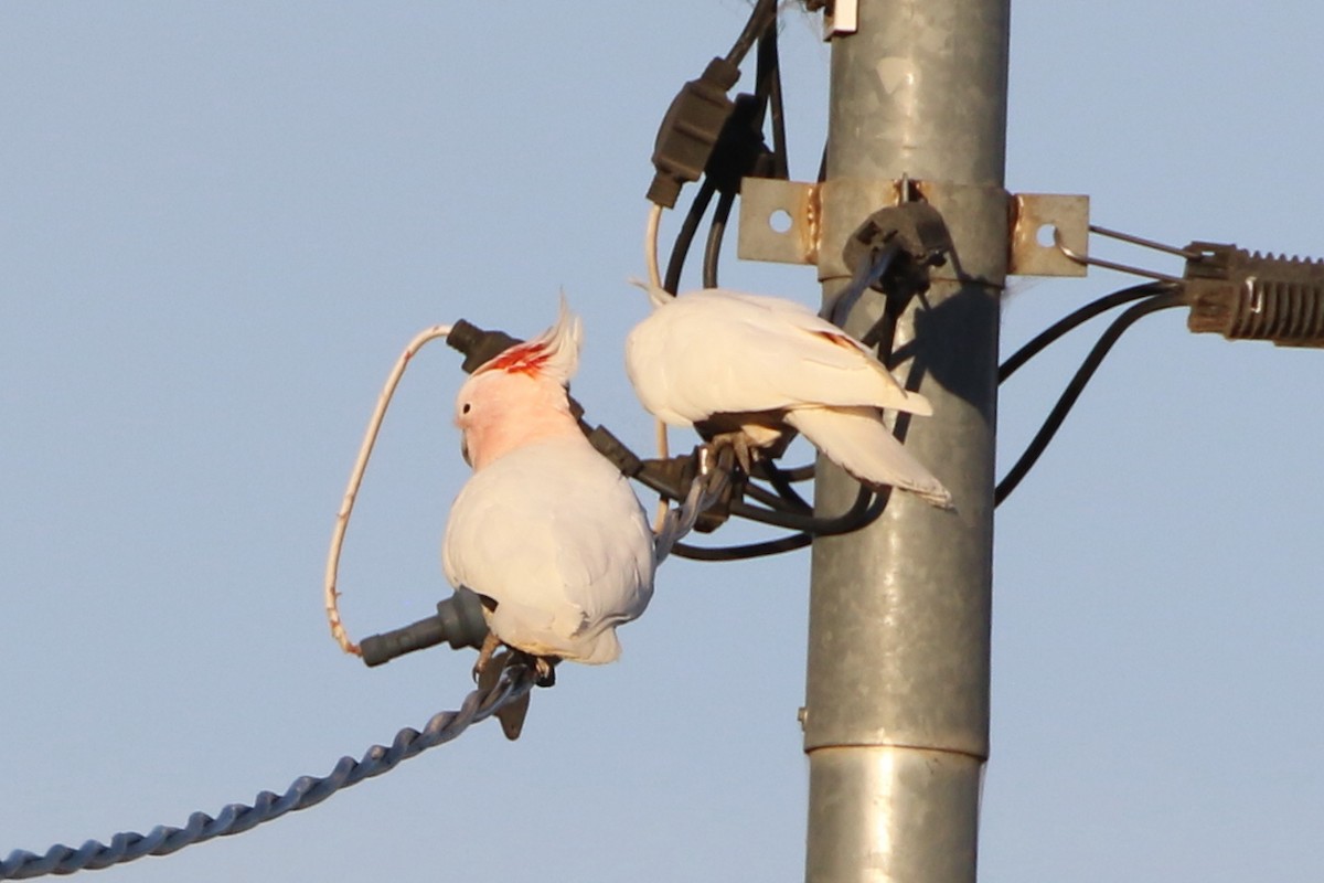 eBird Checklist - 15 Apr 2025 - McCann Park, West Wyalong AU-NSW -33. ...