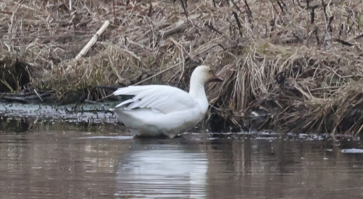 eBird Checklist - 14 Apr 2025 - Upper Lisle County Park - 61 species