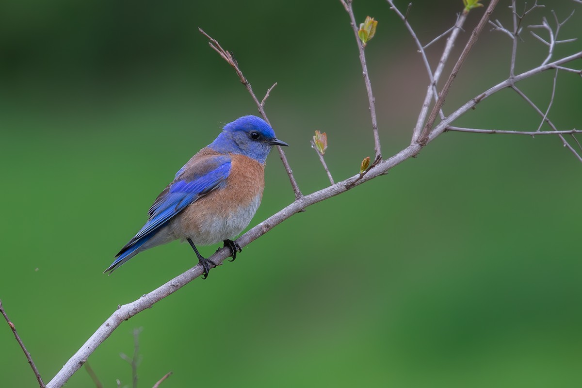 ML633829611 - Western Bluebird - Macaulay Library