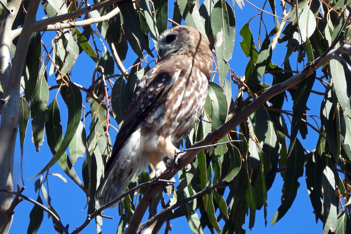eBird Checklist - 16 Apr 2025 - Kempton Road,Tingha 2369 - 23 species