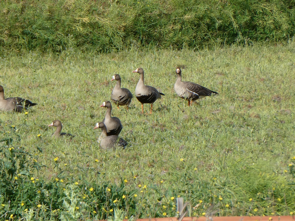 eBird Checklist - 15 Apr 2025 - Natomas Rd. ACOE project area (Sutter ...