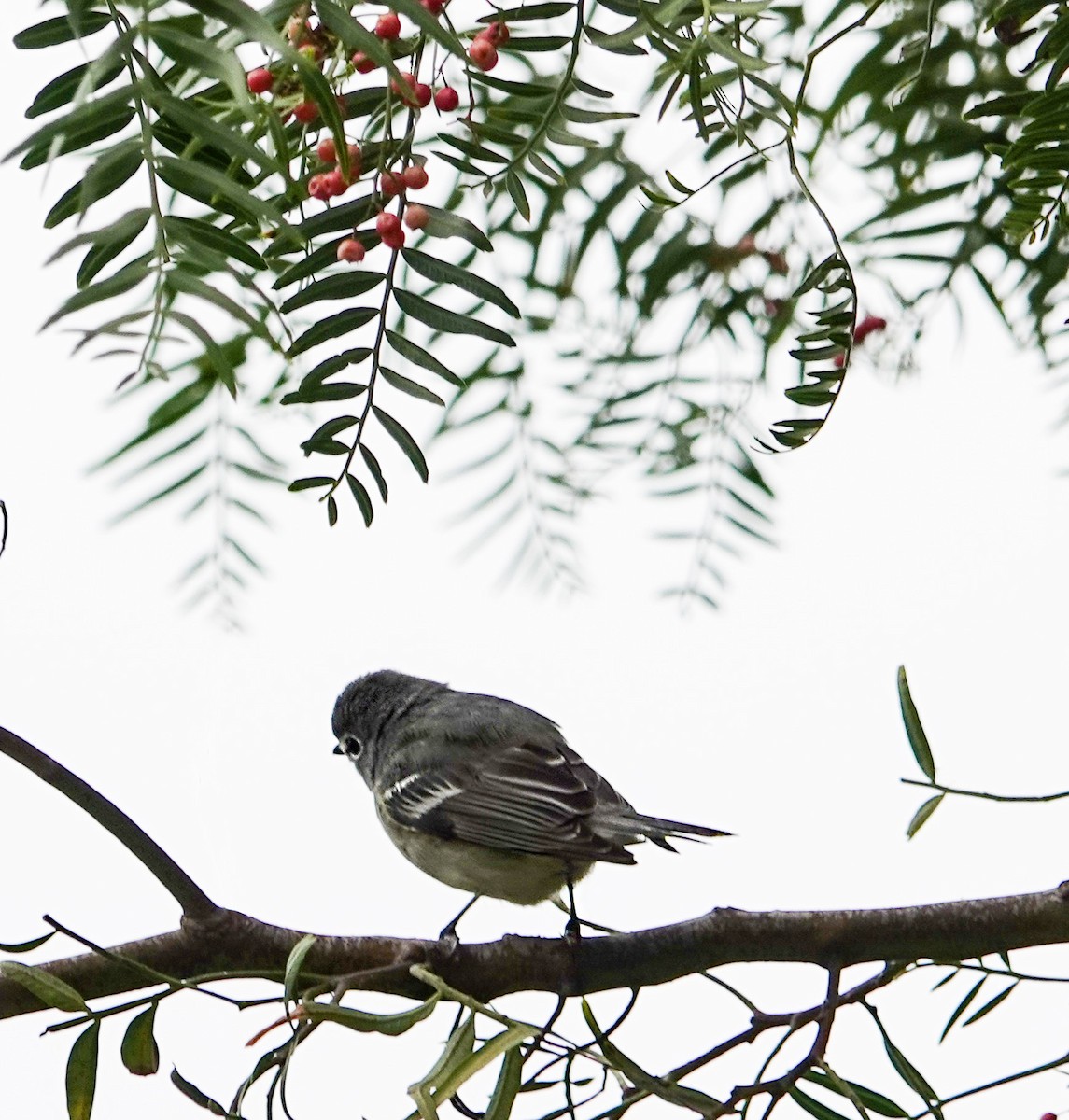 eBird Checklist - 15 Apr 2025 - Veeh Ranch Park, Laguna Hills - 17 ...