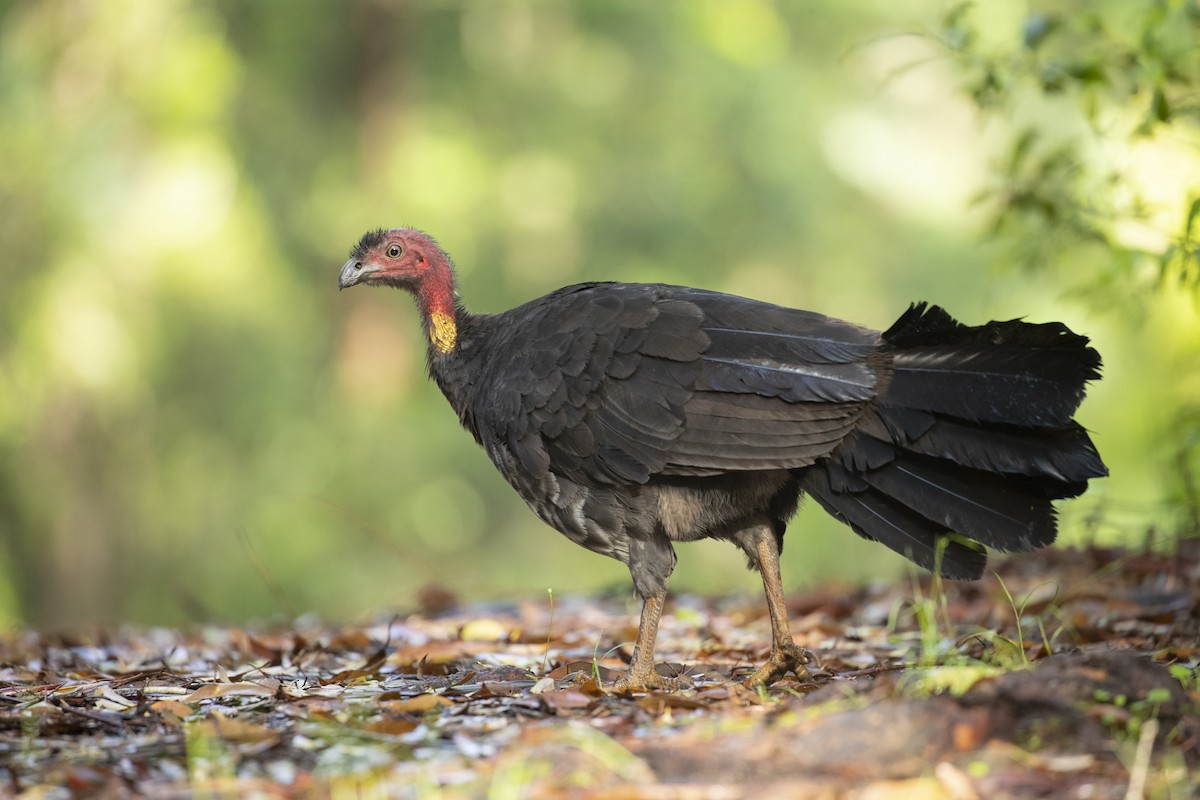 ML633841207 - Australian Brushturkey - Macaulay Library
