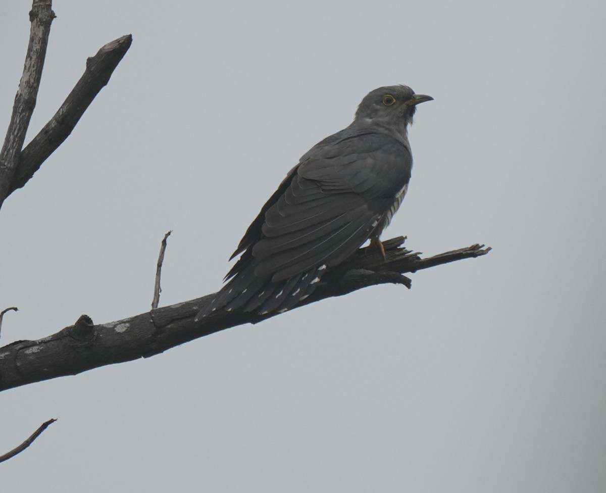 ML633843061 - Common Cuckoo - Macaulay Library